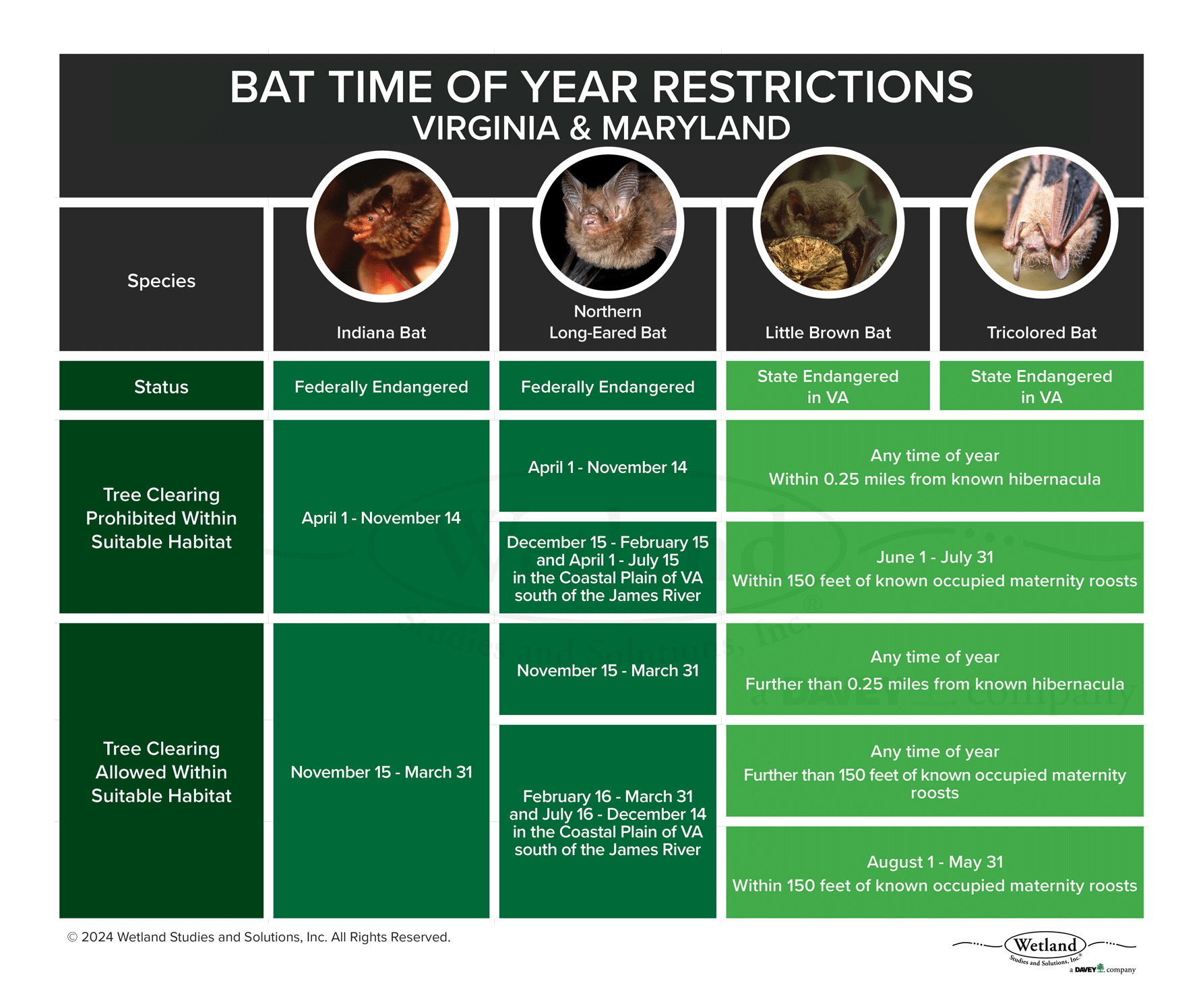 Spring Transitions: Bat Time of Year Restrictions - WSSI