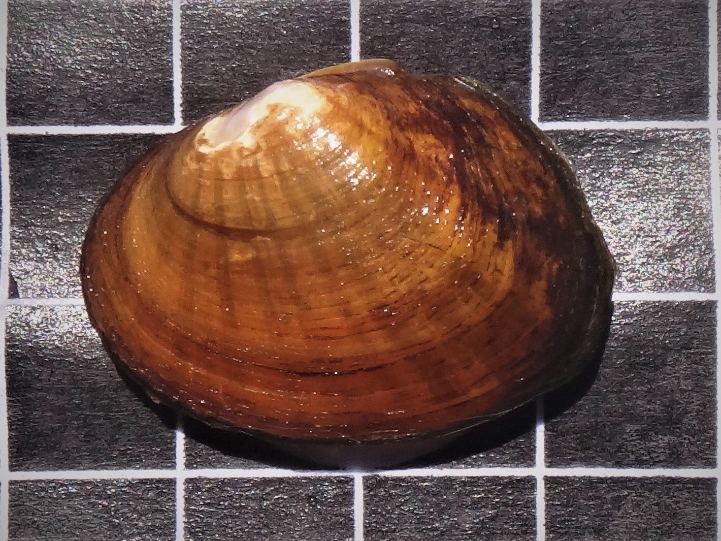 Atlantic Pigtoe Listing - WSSI