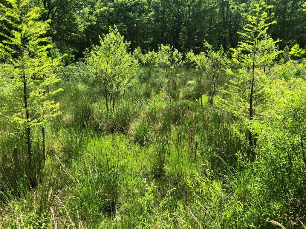 MDSPGP-5 expiring - WSSI